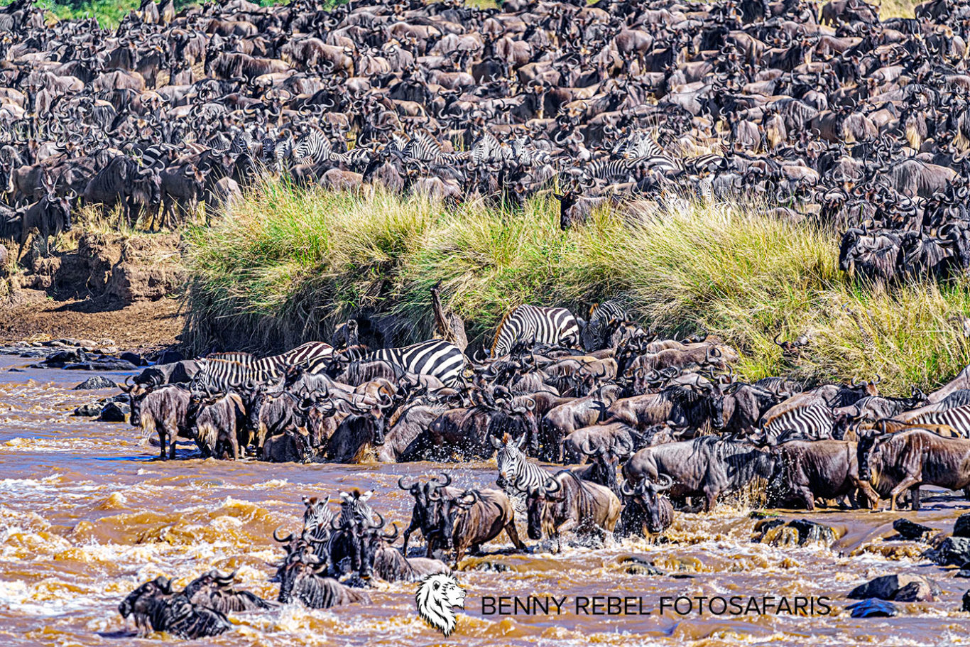 gnu-migration-fotoreise-massaimara-fotosafari-kenia Gehen Sie mit Benny ...