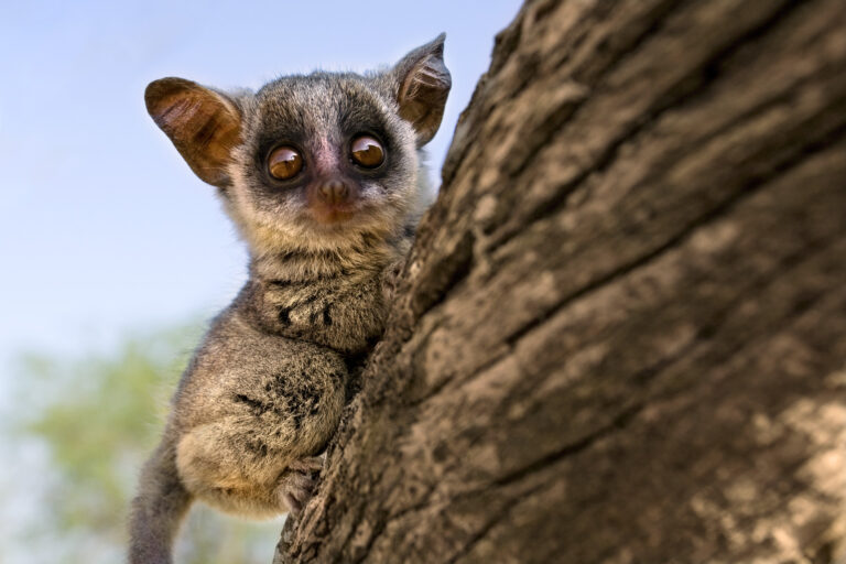 Die süßen Buschbabys werden immer seltener - Benny Rebel Fotosafaris GmbH