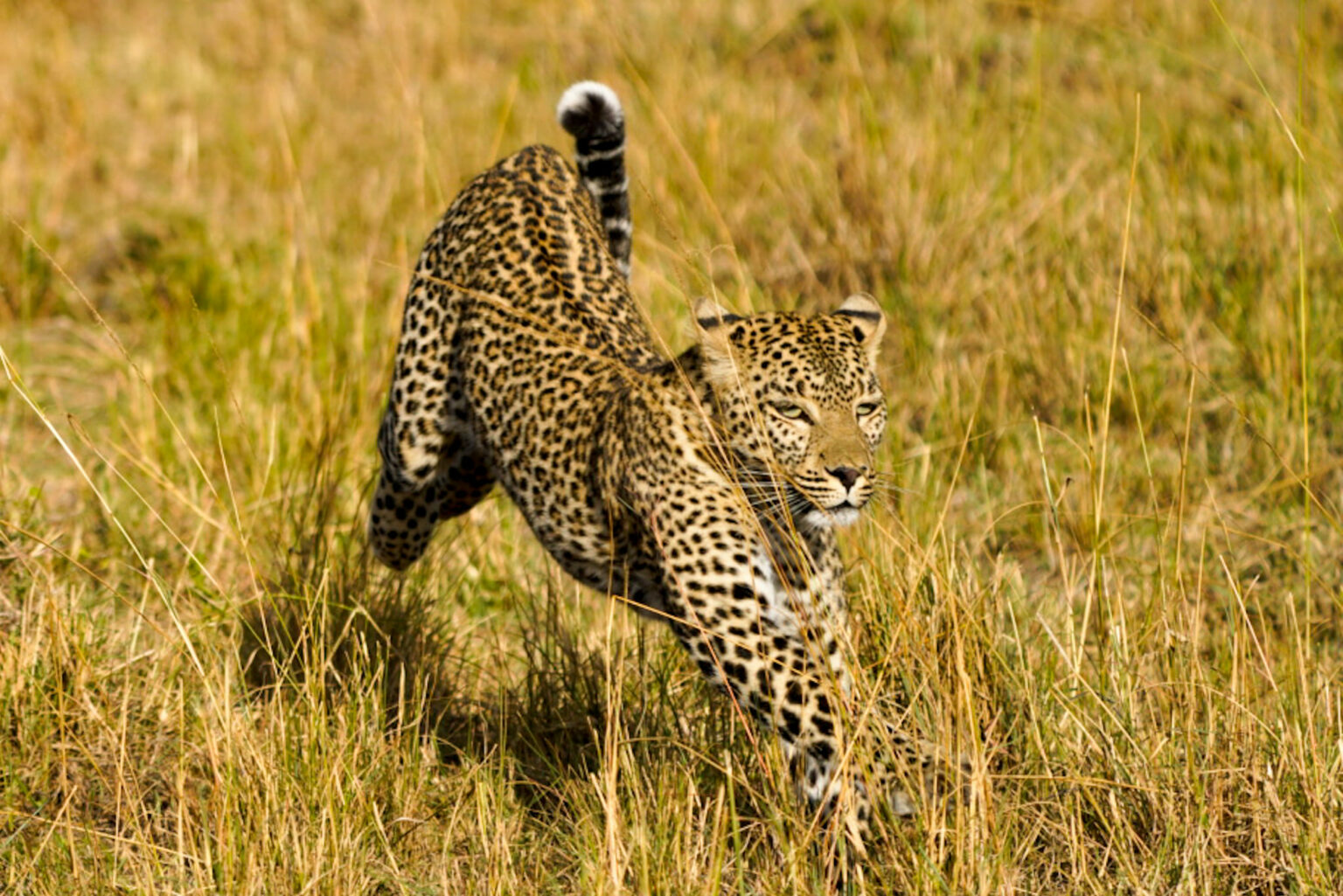 Gepard-Fotosafari-Leopard-3 Gehen Sie mit Benny Rebel auf eine ...
