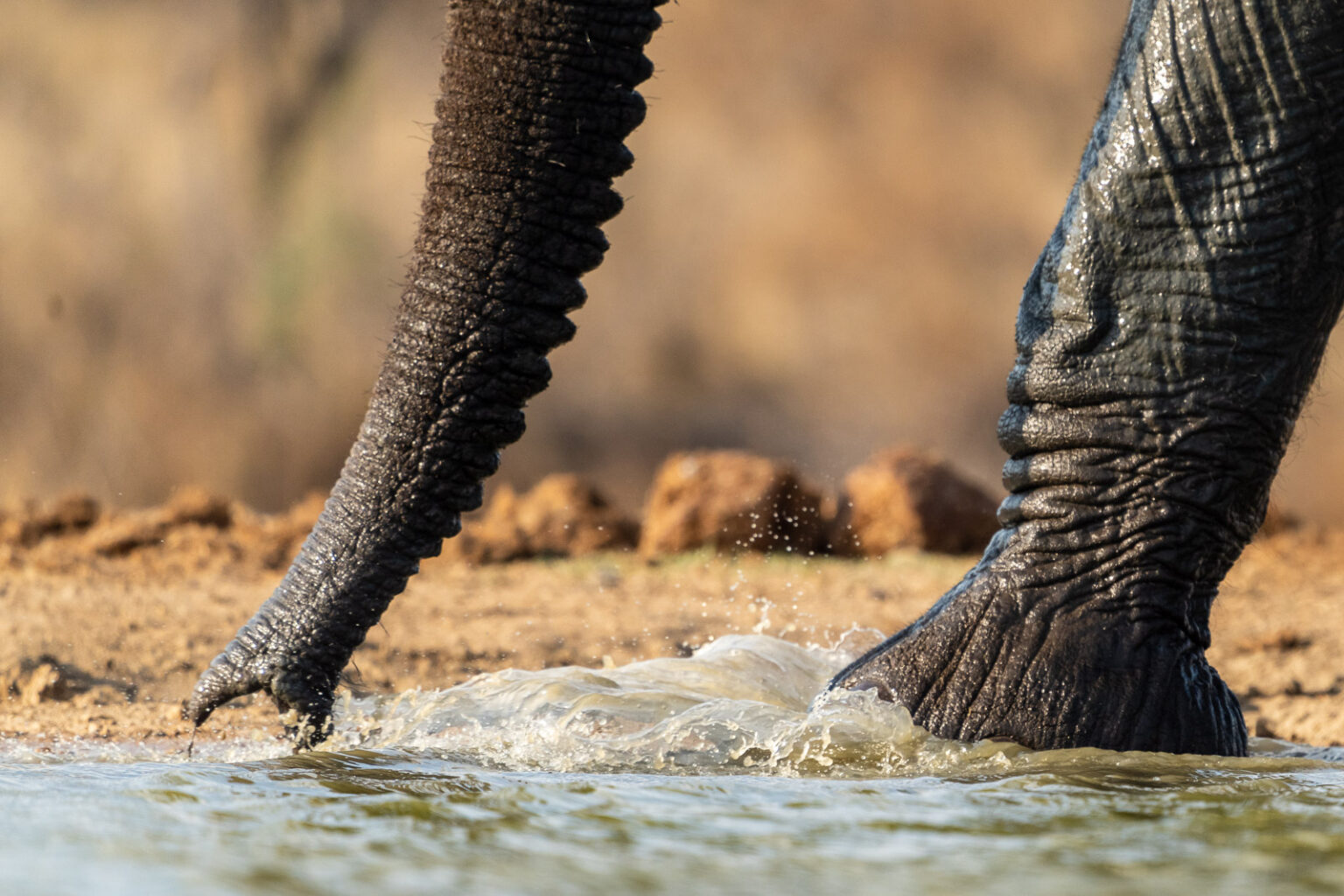 Fotosafari-Elefant-Fotoworkshop-12 Gehen Sie mit Benny Rebel auf eine ...