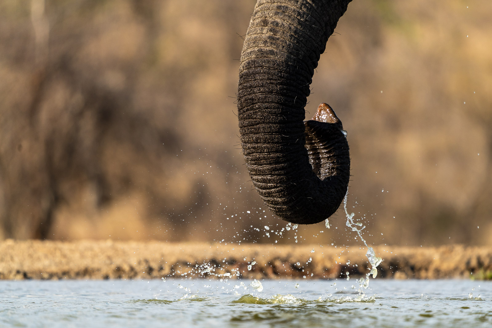 Fotosafari-Elefant-Fotoworkshop-9 Gehen Sie mit Benny Rebel auf eine ...