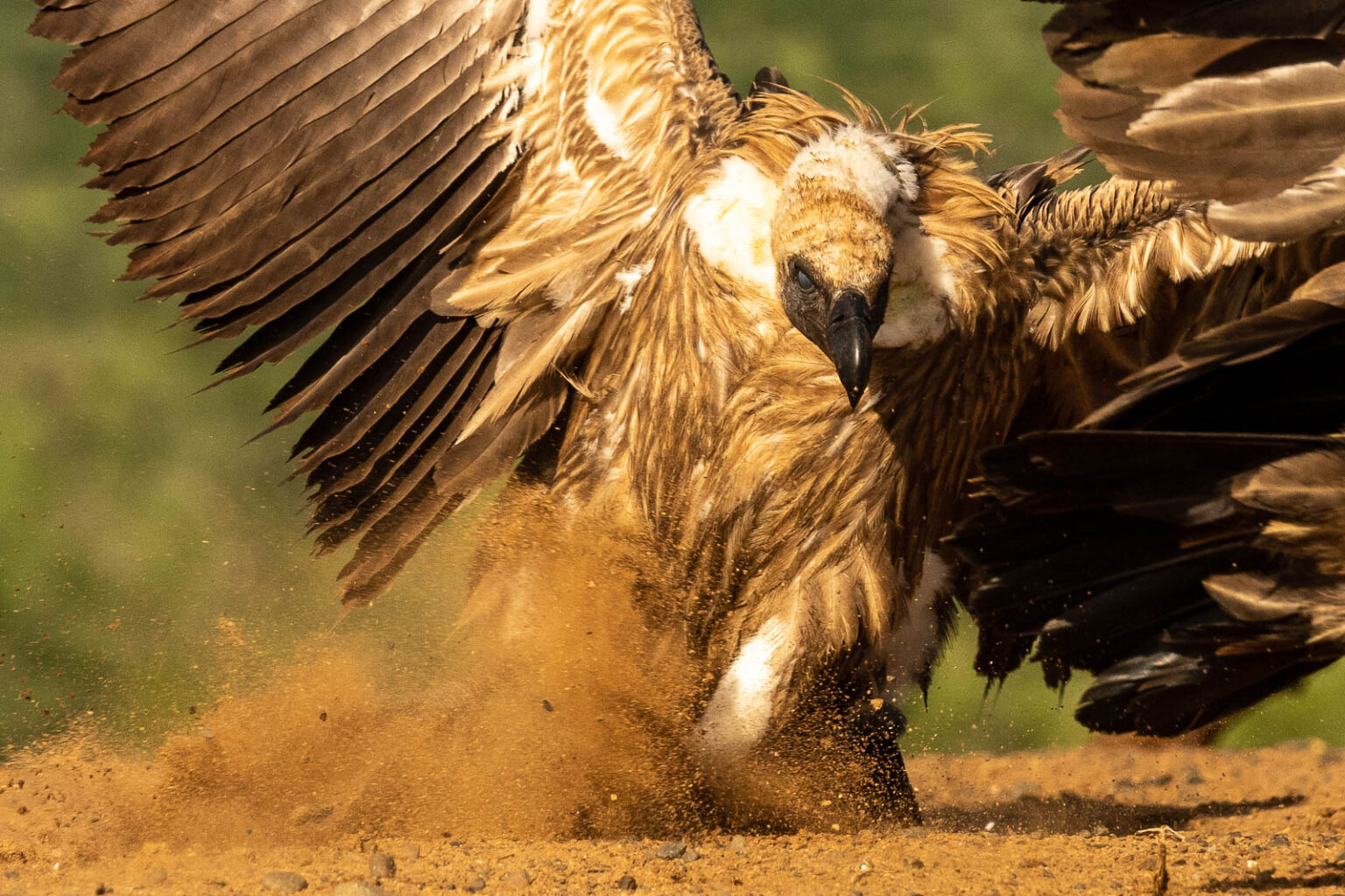 Wie die Geier - Benny Rebel Fotosafaris GmbH