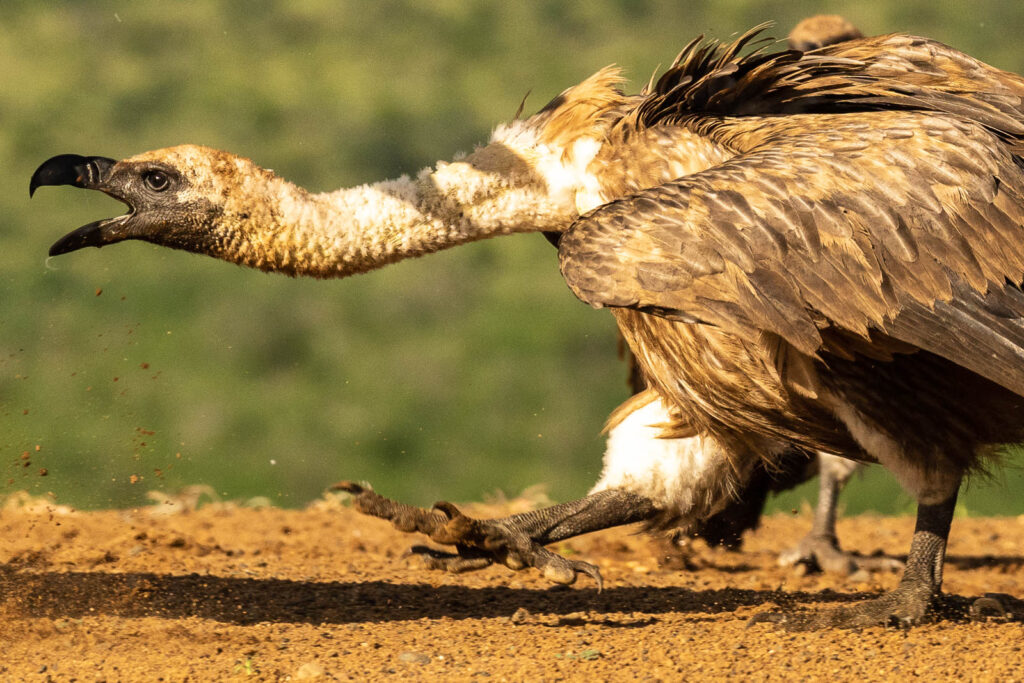 Zululand-Suedafrika-2022-096 Gehen Sie mit Benny Rebel auf eine ...